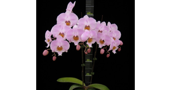 Орхидея Phal. Younghome Princess 0178 big lip - купить, доставка Украина